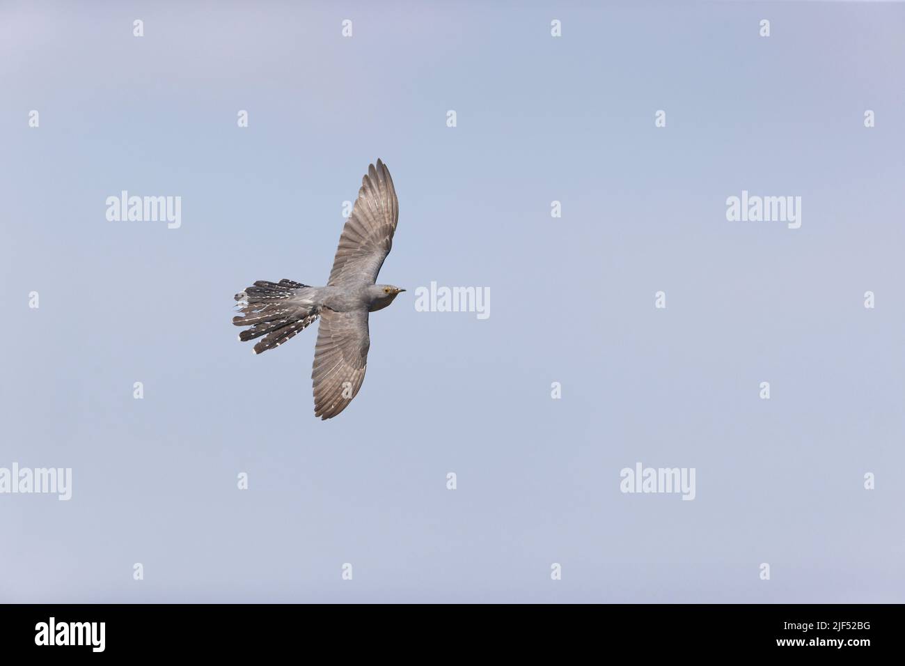 Common cuckoo Cuculus canorus, adult male flying, Danube Delta, Romania ...