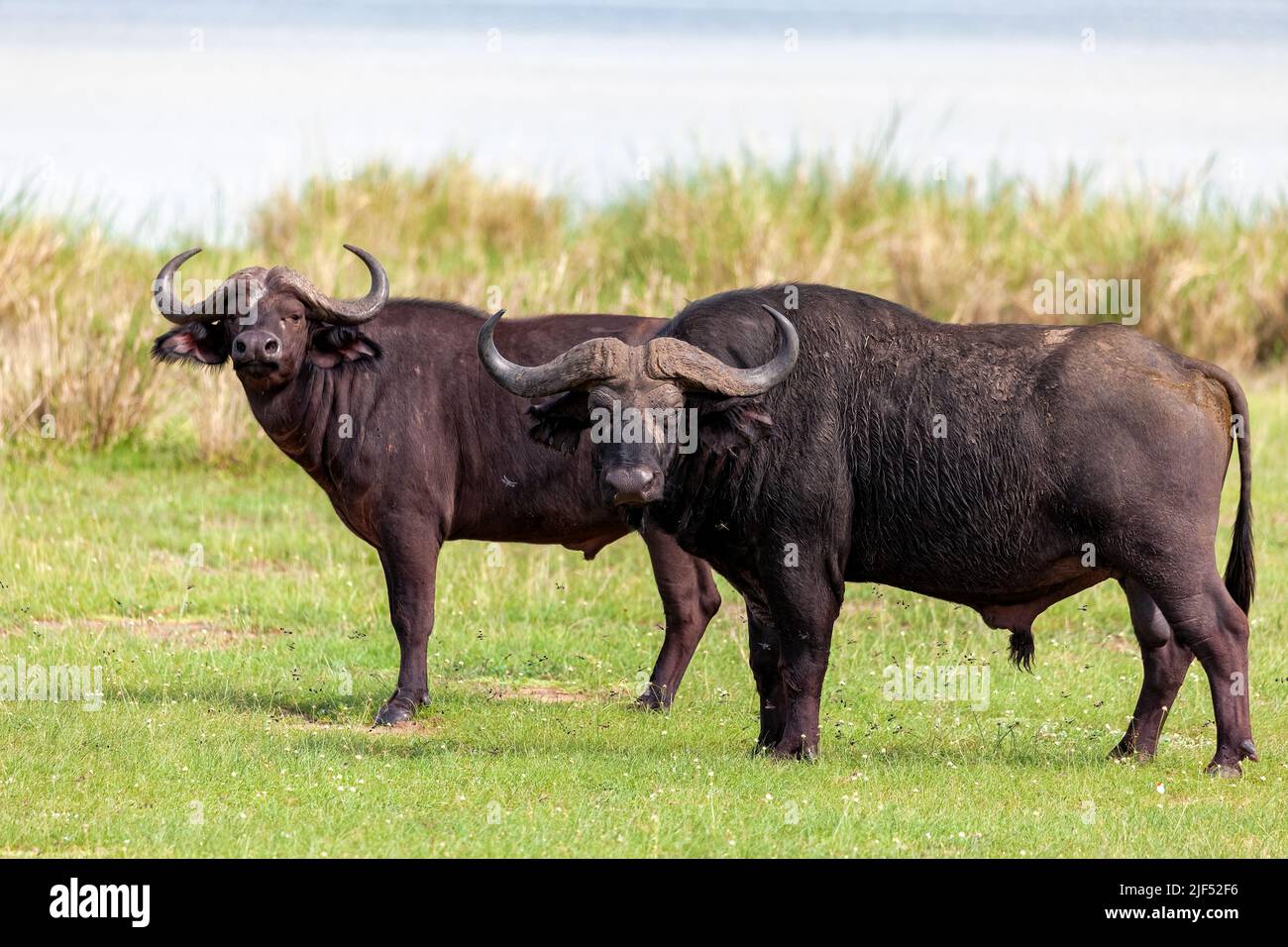 African savanna habitat hi-res stock photography and images - Alamy