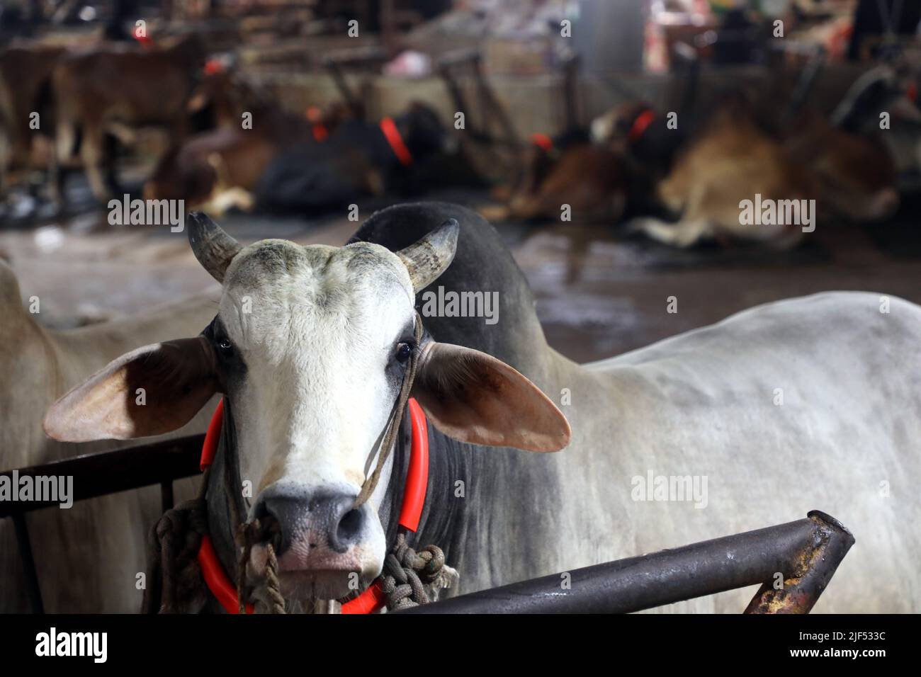 June 29, 2022, Dhaka, Bangladesh: Cattle traders are a busy prepping animals for the upcoming ...