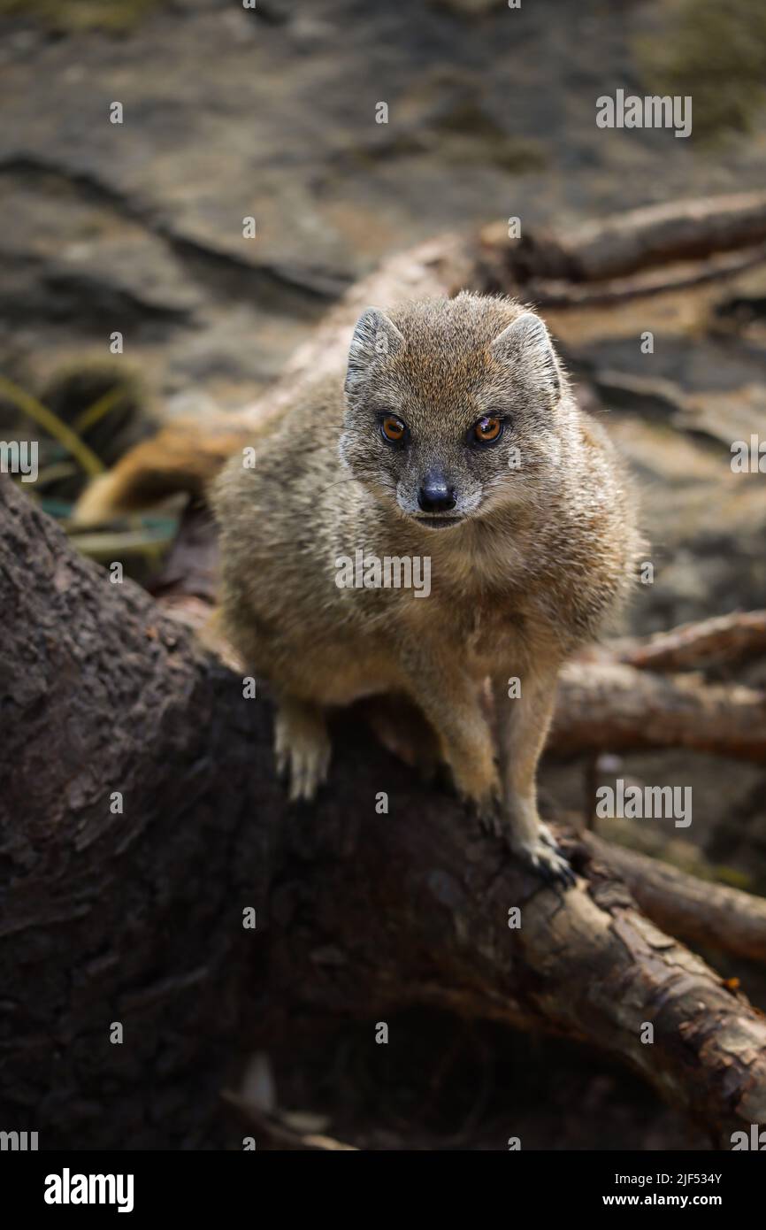 Yellow Mongoose (Cynictis Penicillata) in Zoological Garden. Portrait ...
