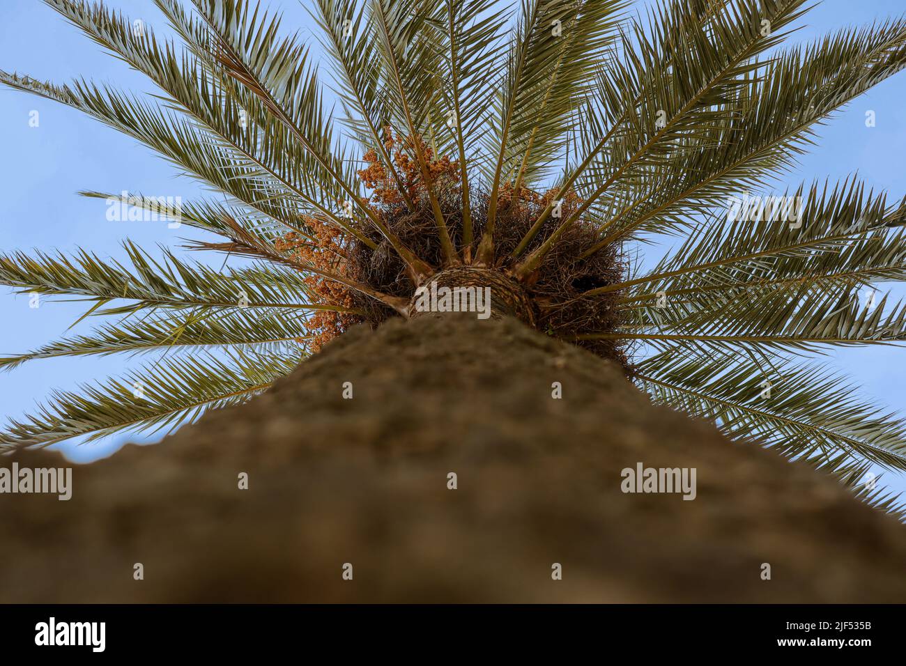 Bottom View of Palm Tree with Blue Sky. The Arecaceae is a Family of ...