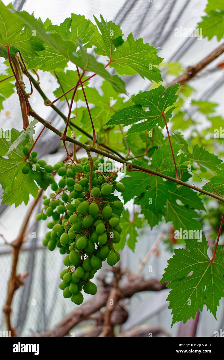Grapevine in a greenhouse hi-res stock photography and images - Alamy
