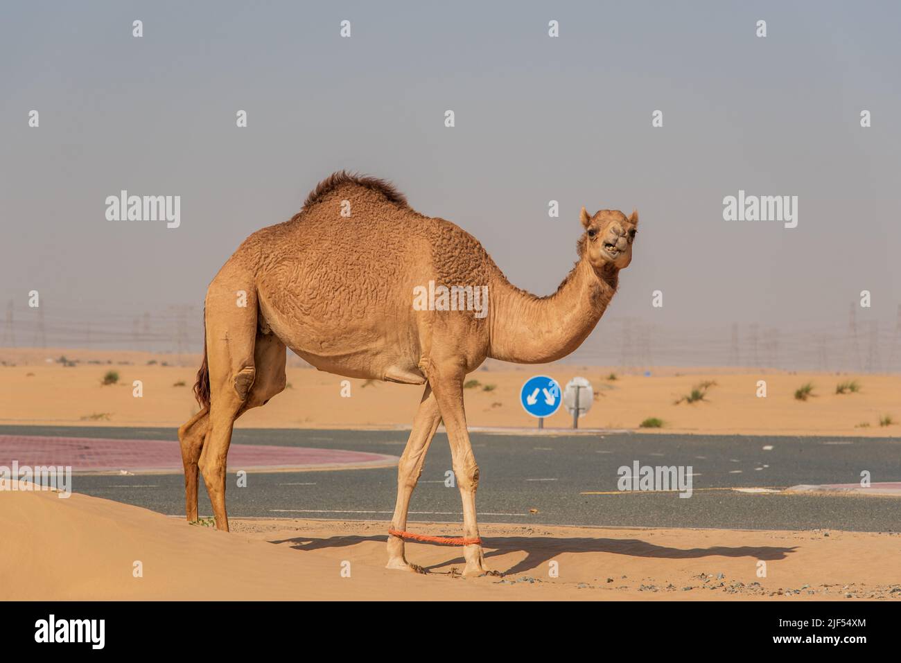View of camel on the desert in United Arab Emirates Stock Photo - Alamy