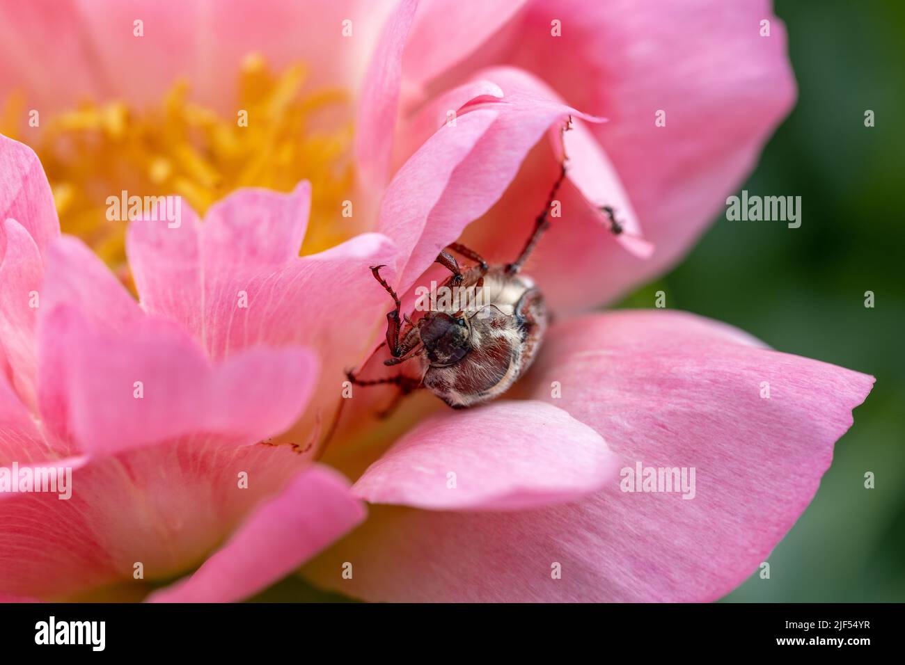 Cockchafer Melolontha May Beetle Bug Insect Macro Portrait. Maybug ...