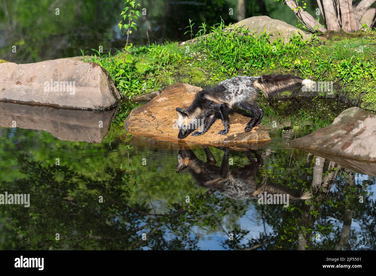 Adult Cross Fox (Vulpes vulpes) Sniffs at Rock Reflected in Water ...