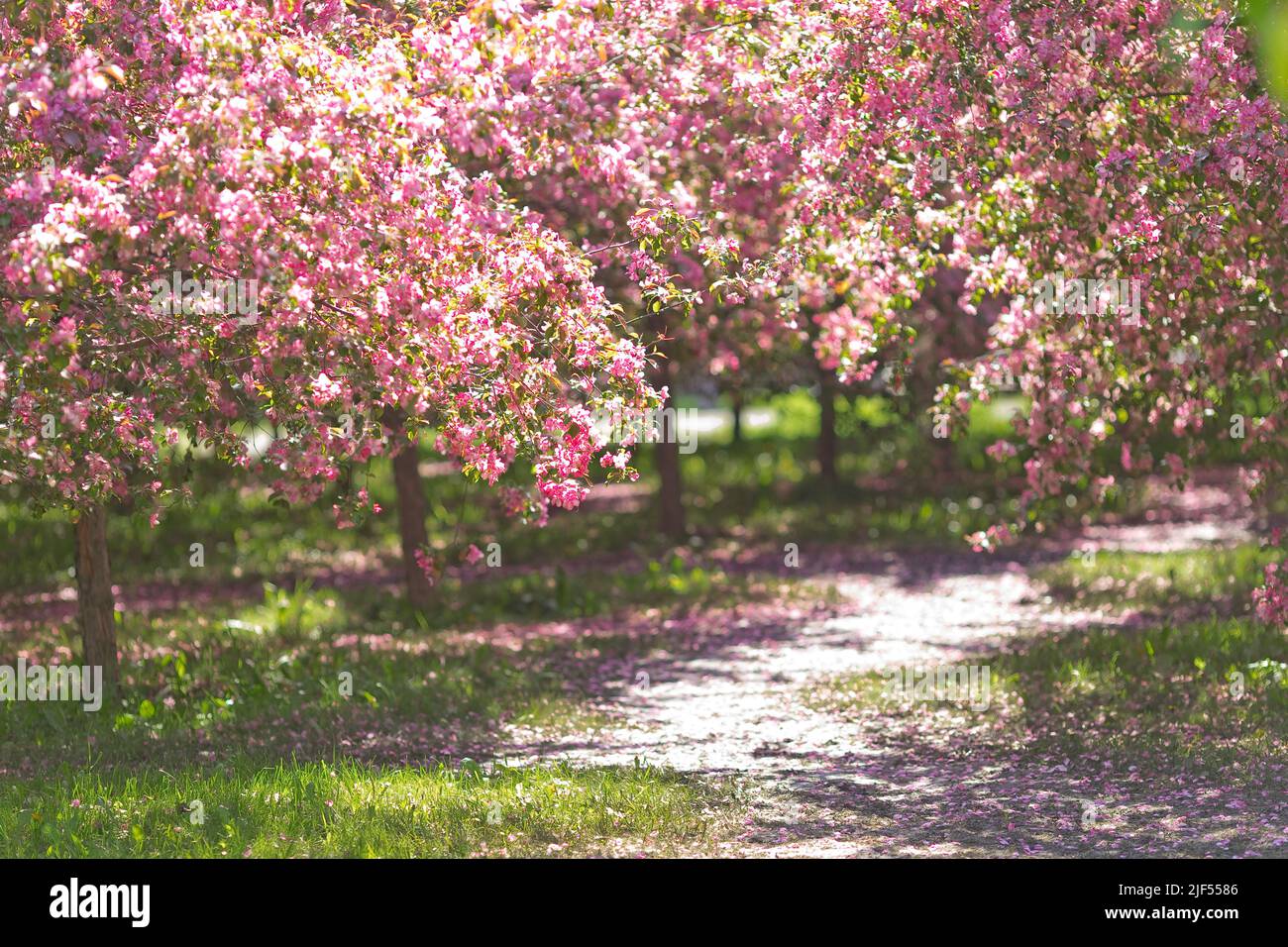 Garden of flowering cherry blossom trees, with a path among the trees ...