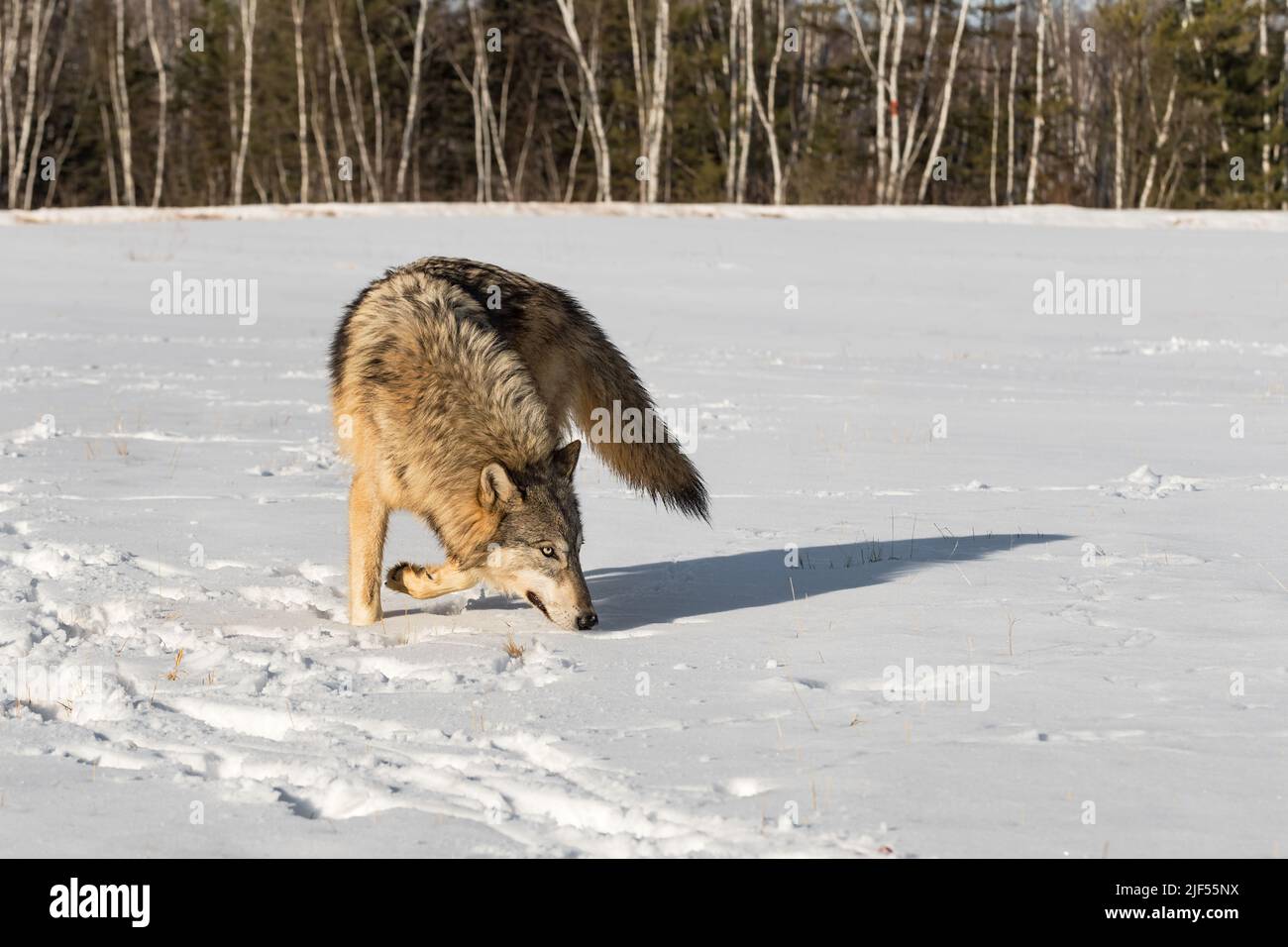 Grey Wolf (Canis lupus) Turns to Sniff in Snow Winter - captive animal ...