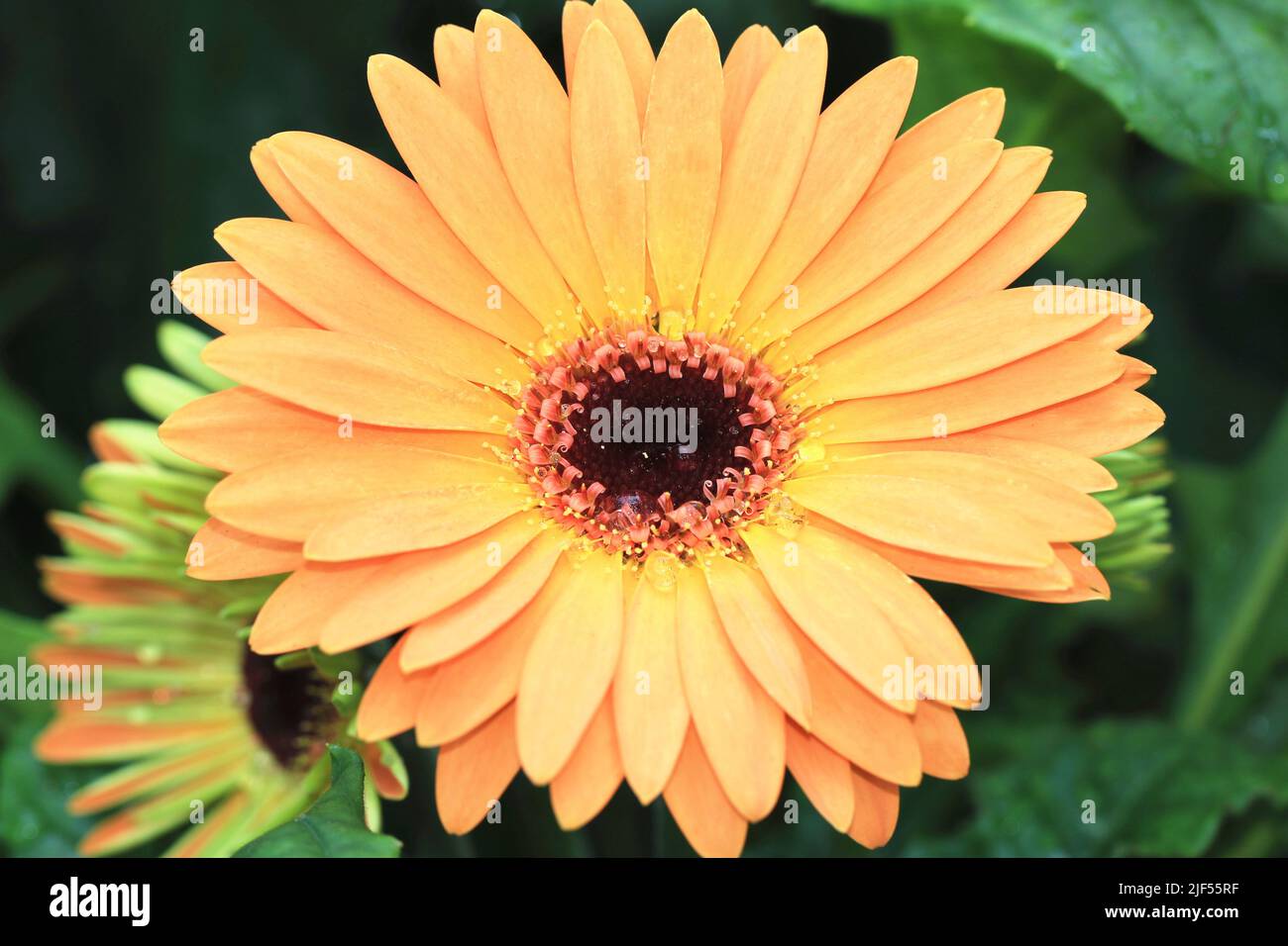 Gerbera african daisy ornamental hi-res stock photography and images ...