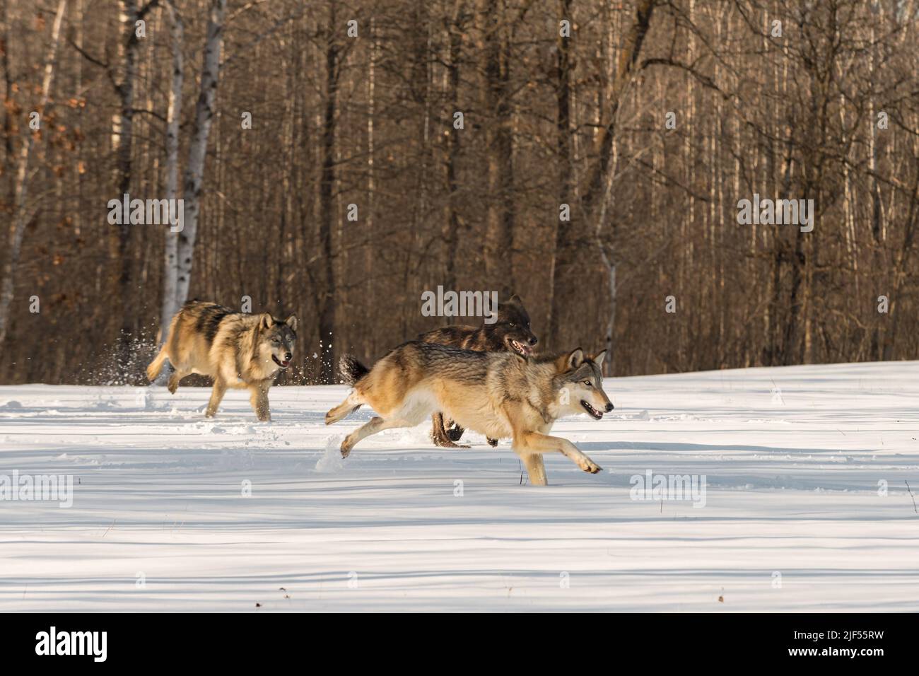 Timber wolf canis lupus in field hi-res stock photography and images ...