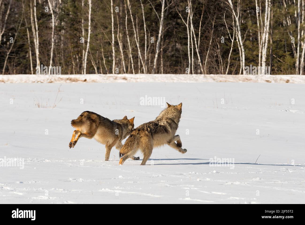 Grey Wolves (Canis lupus) Run Away in Snowy Field Winter - captive ...