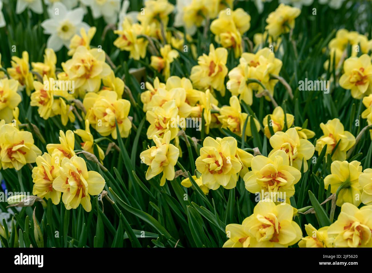 Double Yellow and orange narcissus daffodil flowers growing in the ...