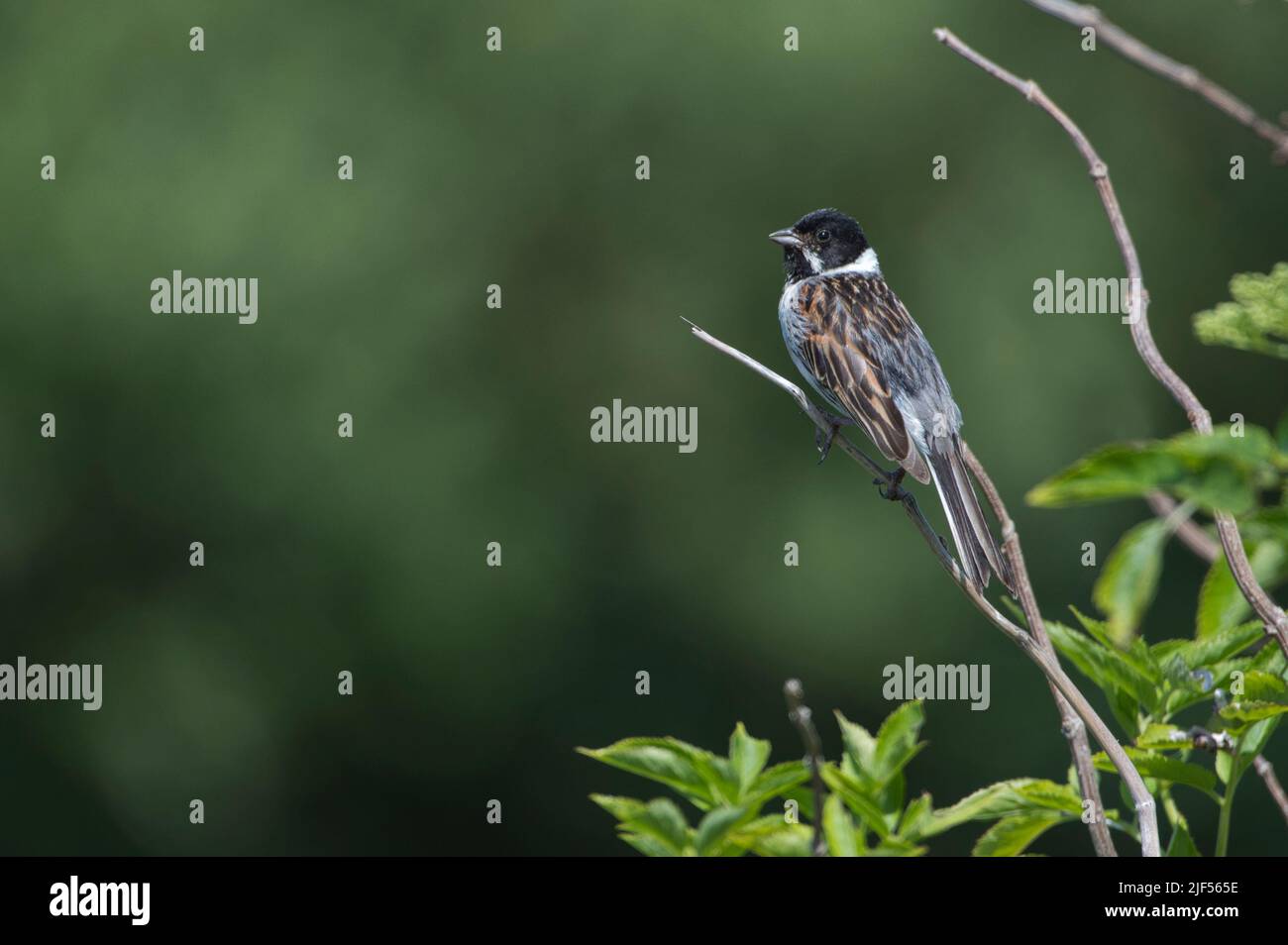 Male reed bunting (Emberiza schoeniclus Stock Photo - Alamy