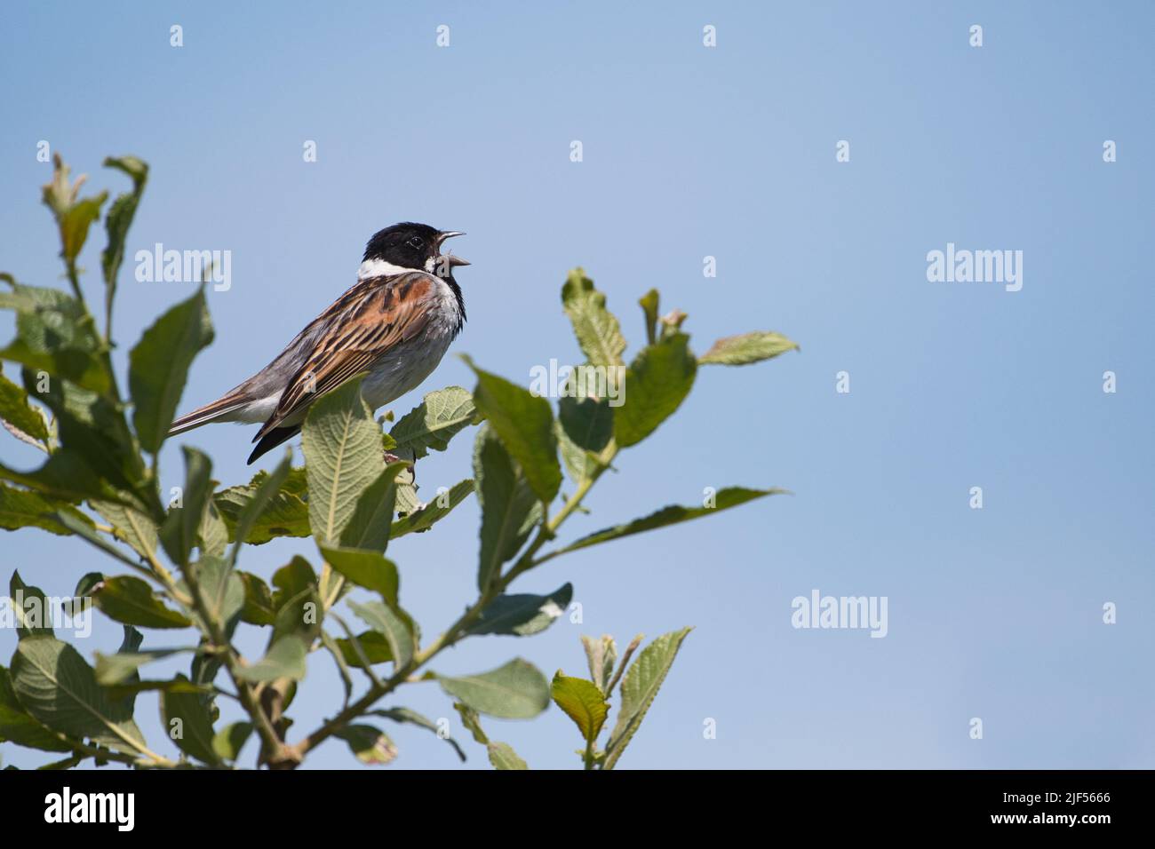 Male reed bunting (Emberiza schoeniclus) singing to proclaim territory ...