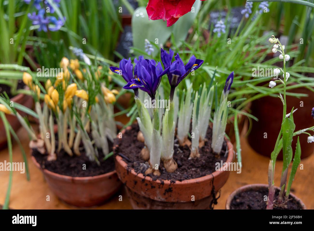 Small spring flowers in the garden. Tiny purple-blue irises in a clay ...