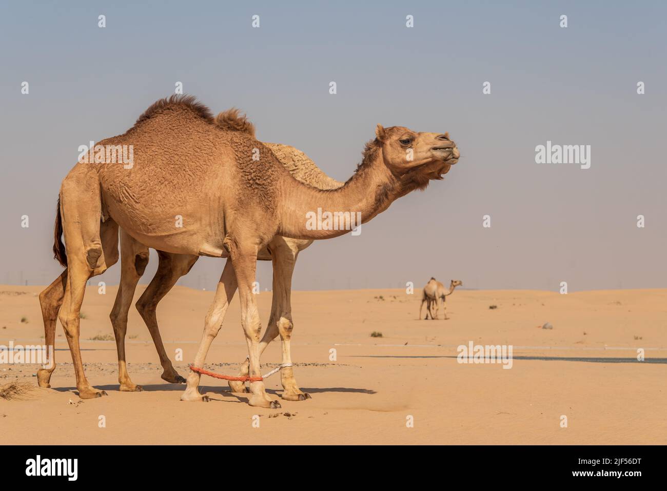 Camel road sign dubai united hi-res stock photography and images - Alamy