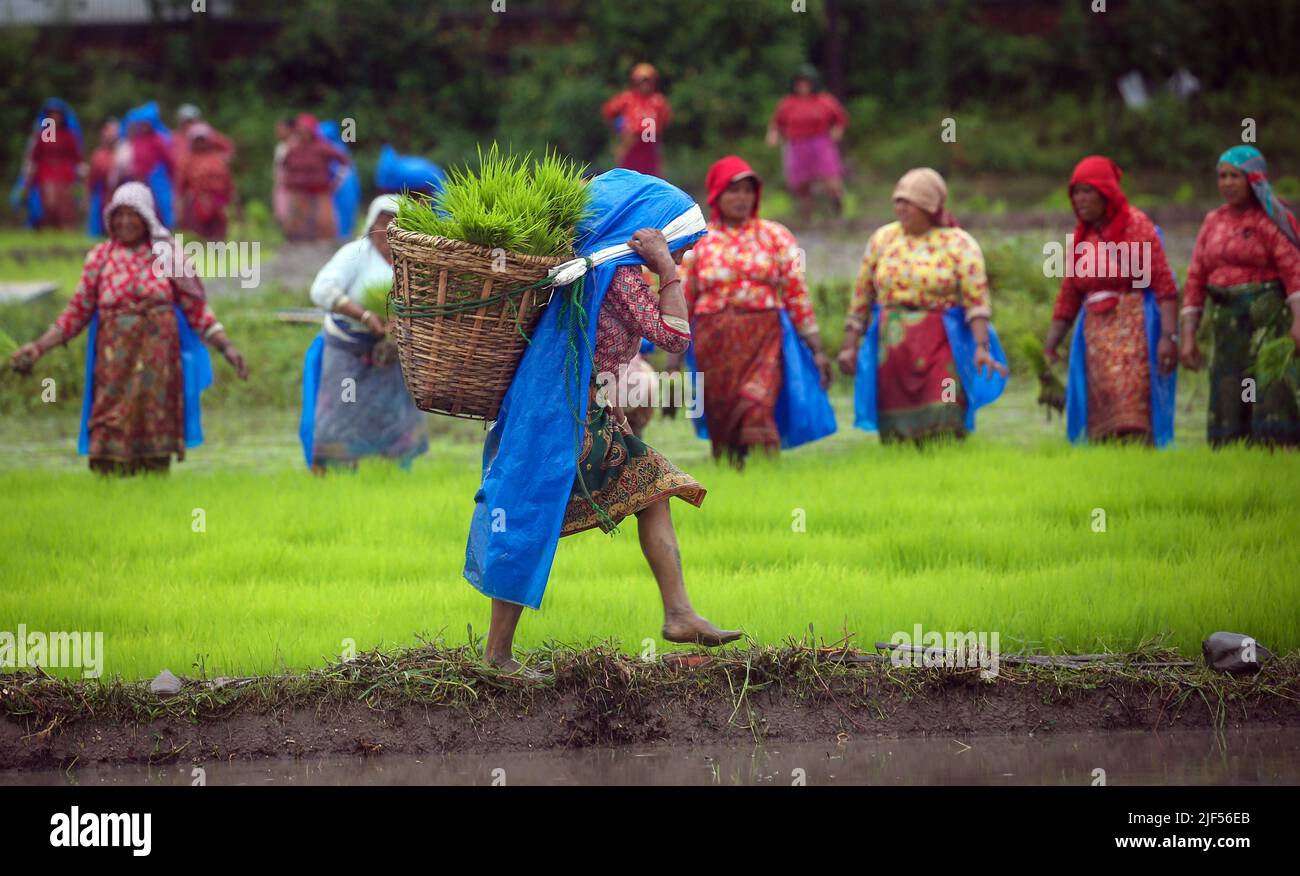 Lalitpur, Bagmati, Nepal. 29th June, 2022. A farmer carries rice ...