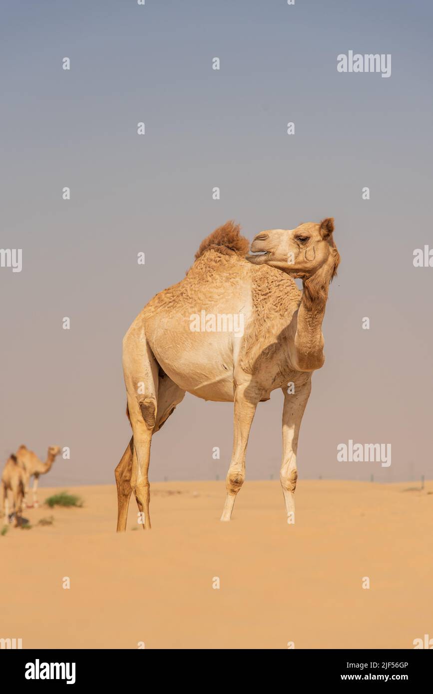 View of camel on the desert in United Arab Emirates Stock Photo - Alamy
