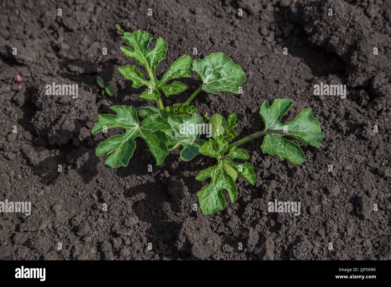 young watermelon seedlings growing on the vegetable bed Stock Photo - Alamy