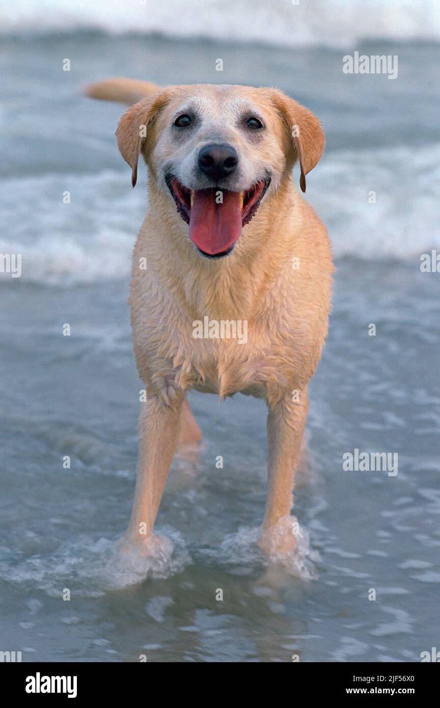 Wet dog hi-res stock photography and images - Alamy