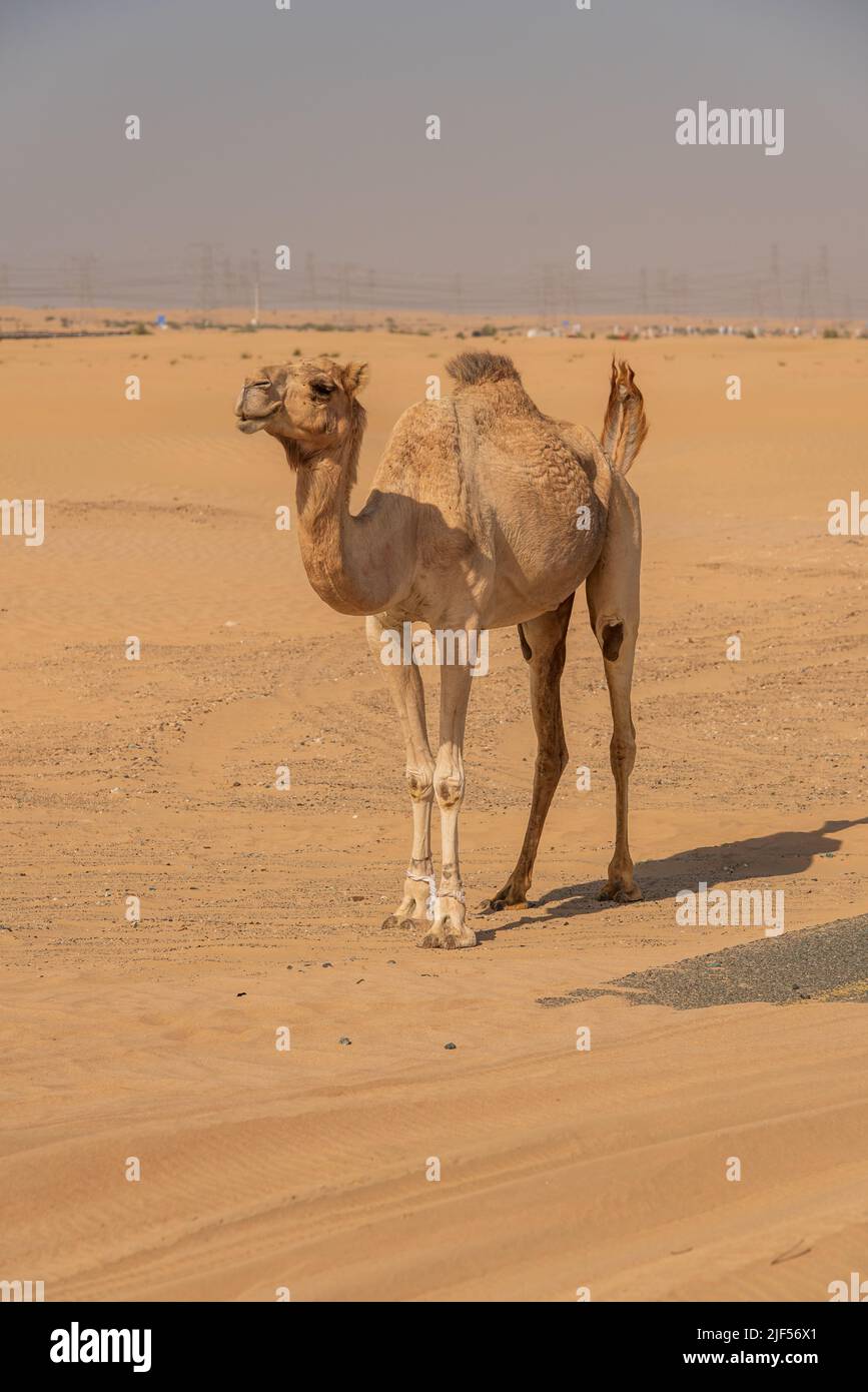 Uae desert camel hi-res stock photography and images - Alamy