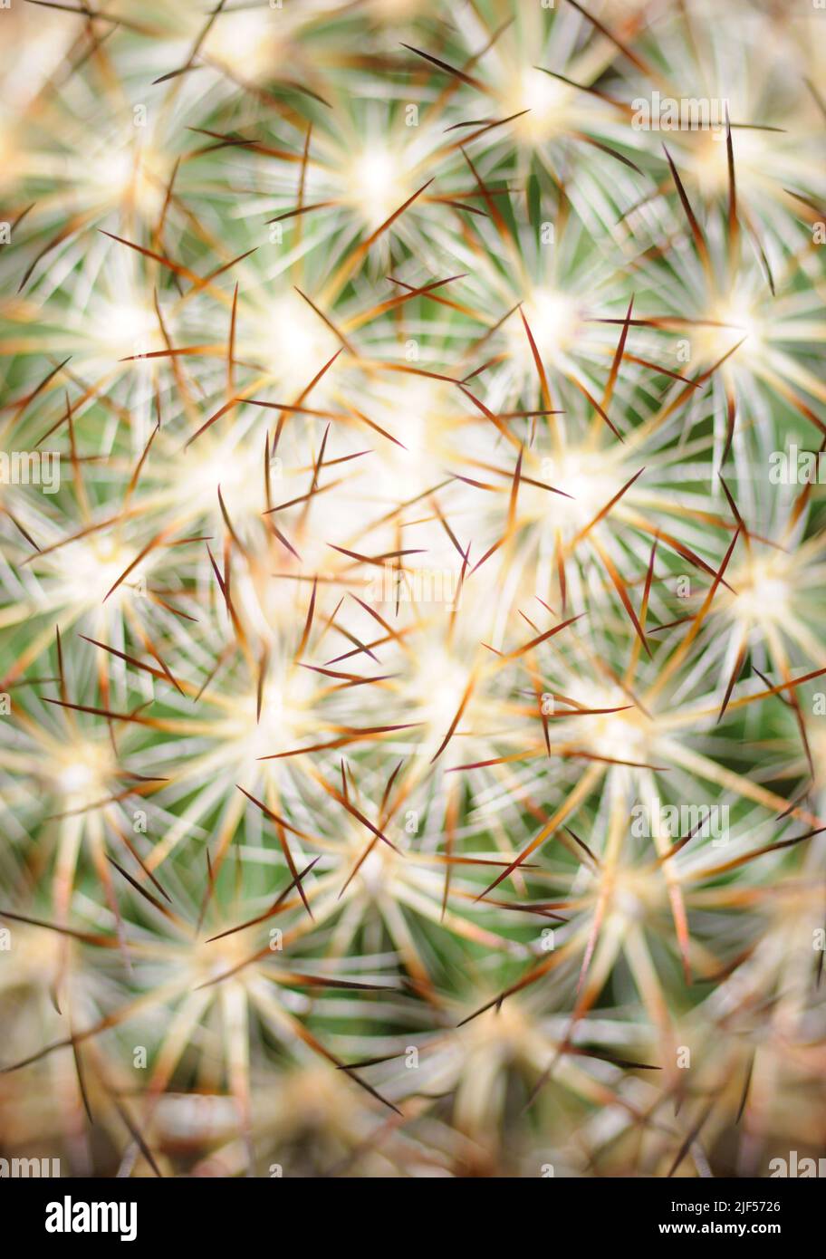 Needles cactus hi-res stock photography and images - Alamy