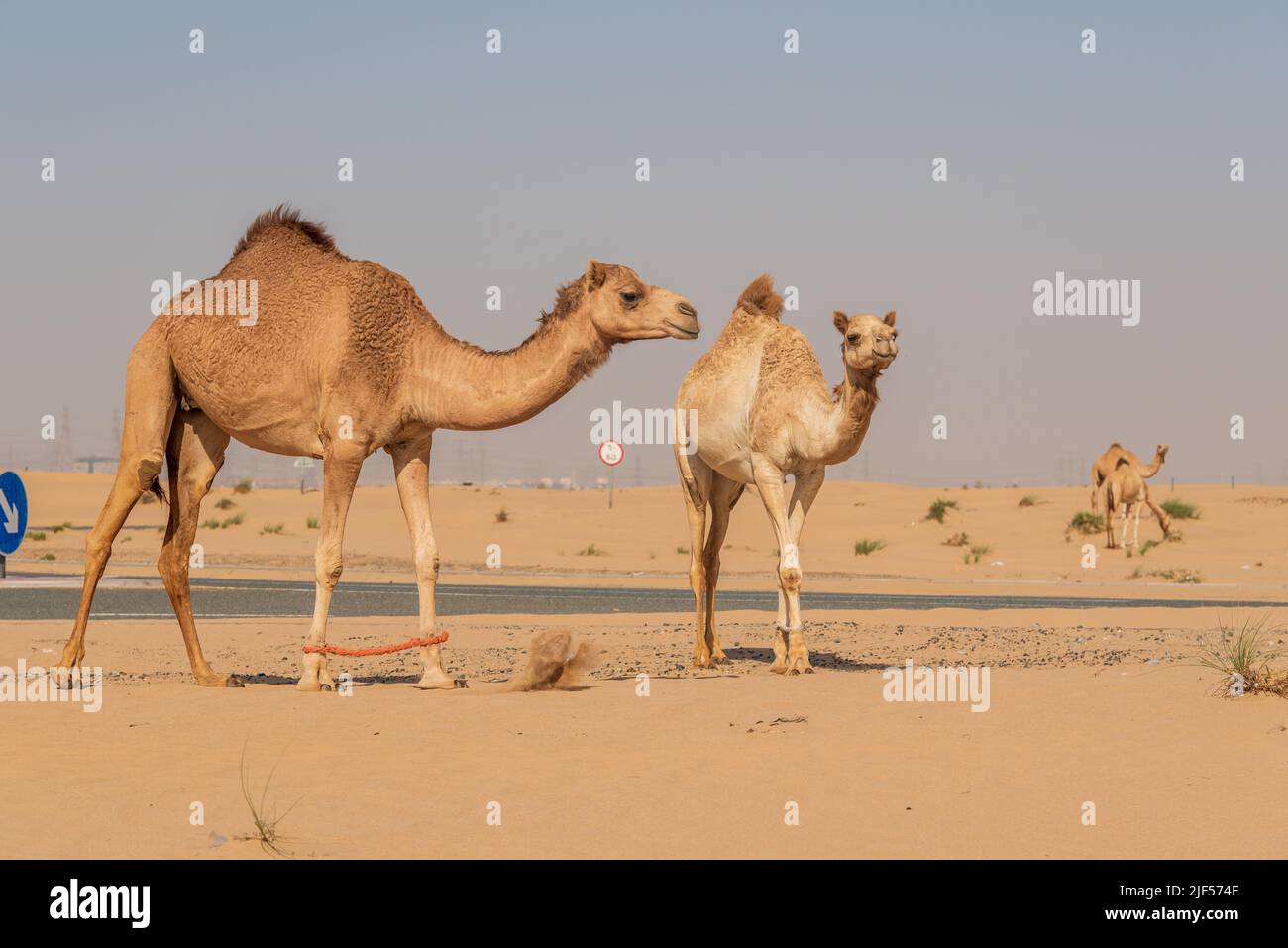 View of camel on the desert in United Arab Emirates Stock Photo - Alamy