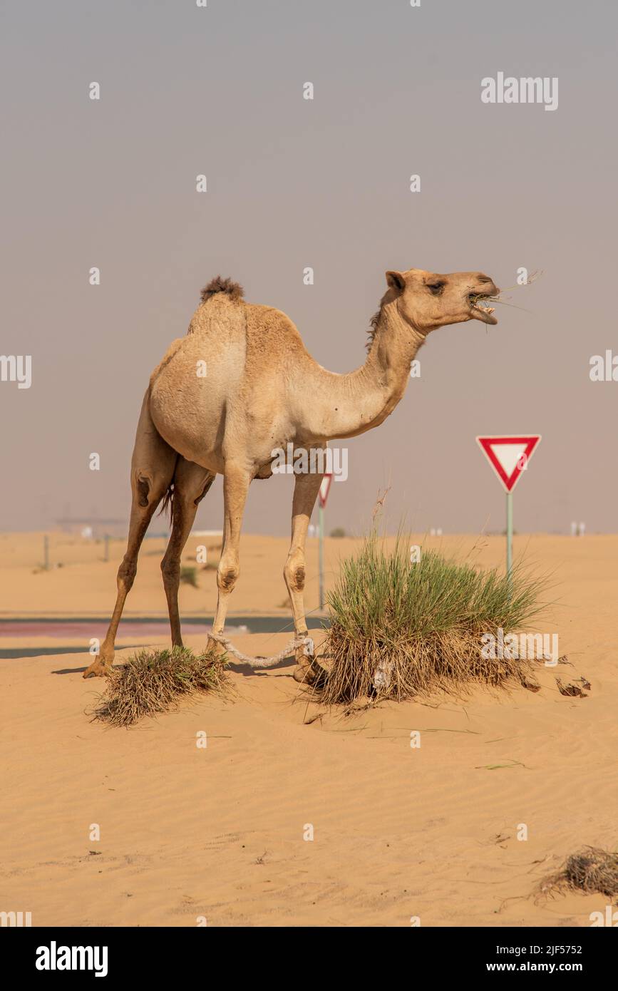 Uae desert camel hi-res stock photography and images - Alamy