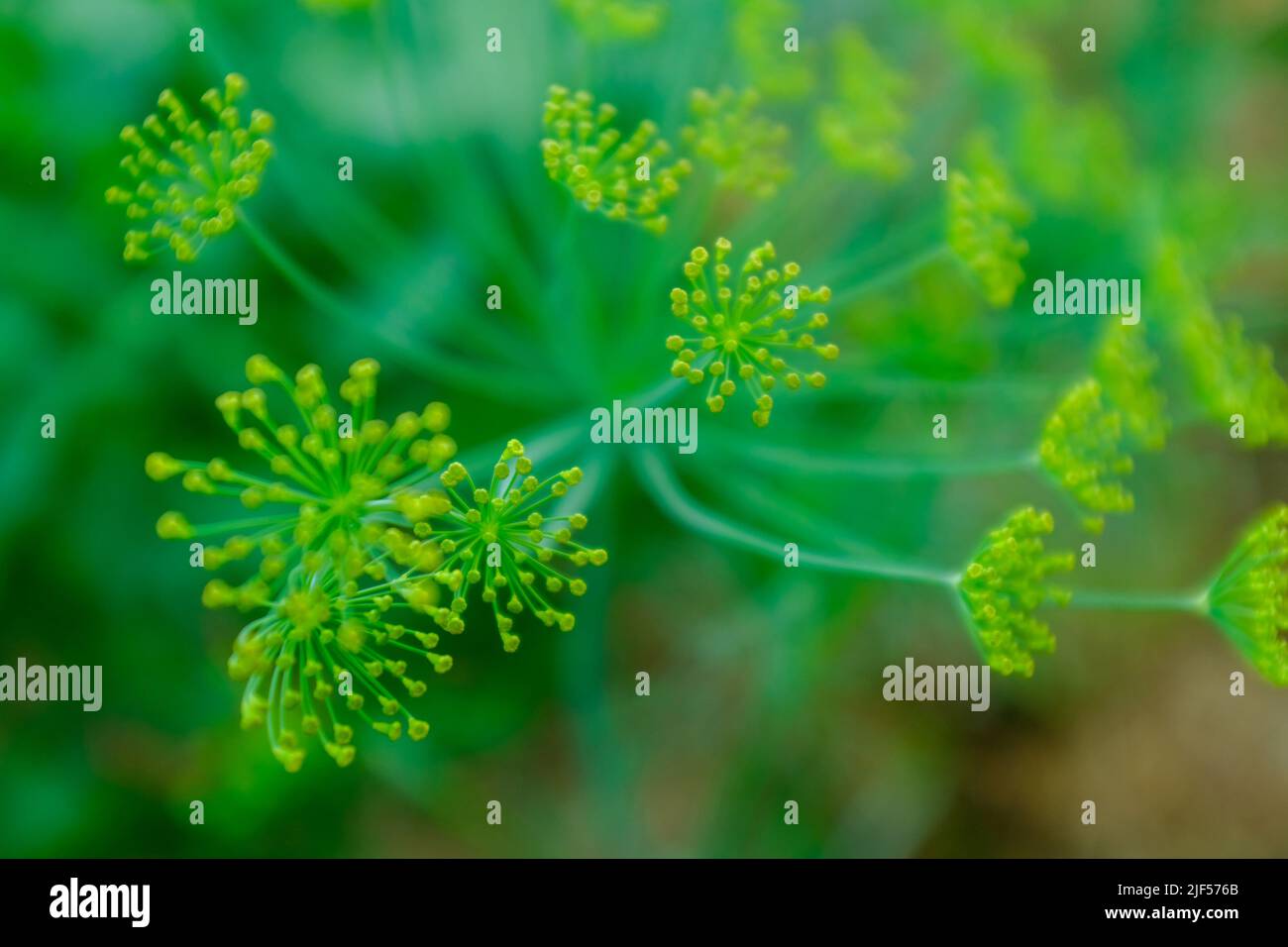 Dill rosette, close-up. Large inflorescence of dill on green background ...