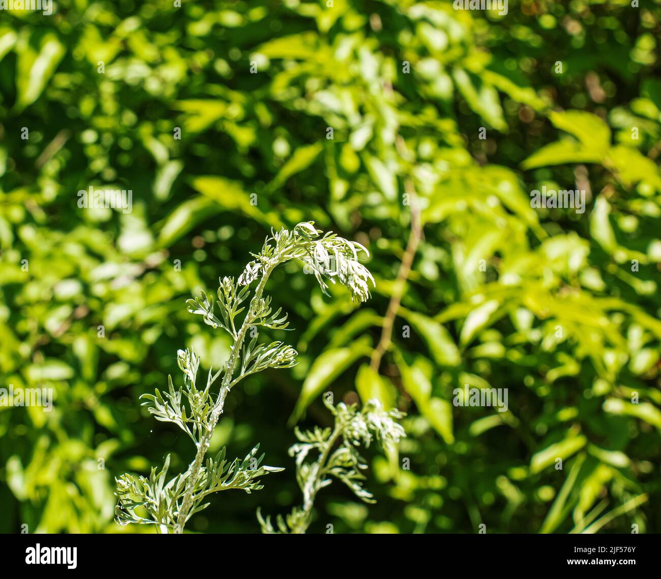 Closeup of fresh growing sweet wormwood (Artemisia Annua, sweet annie, annual mugwort) grasses ...