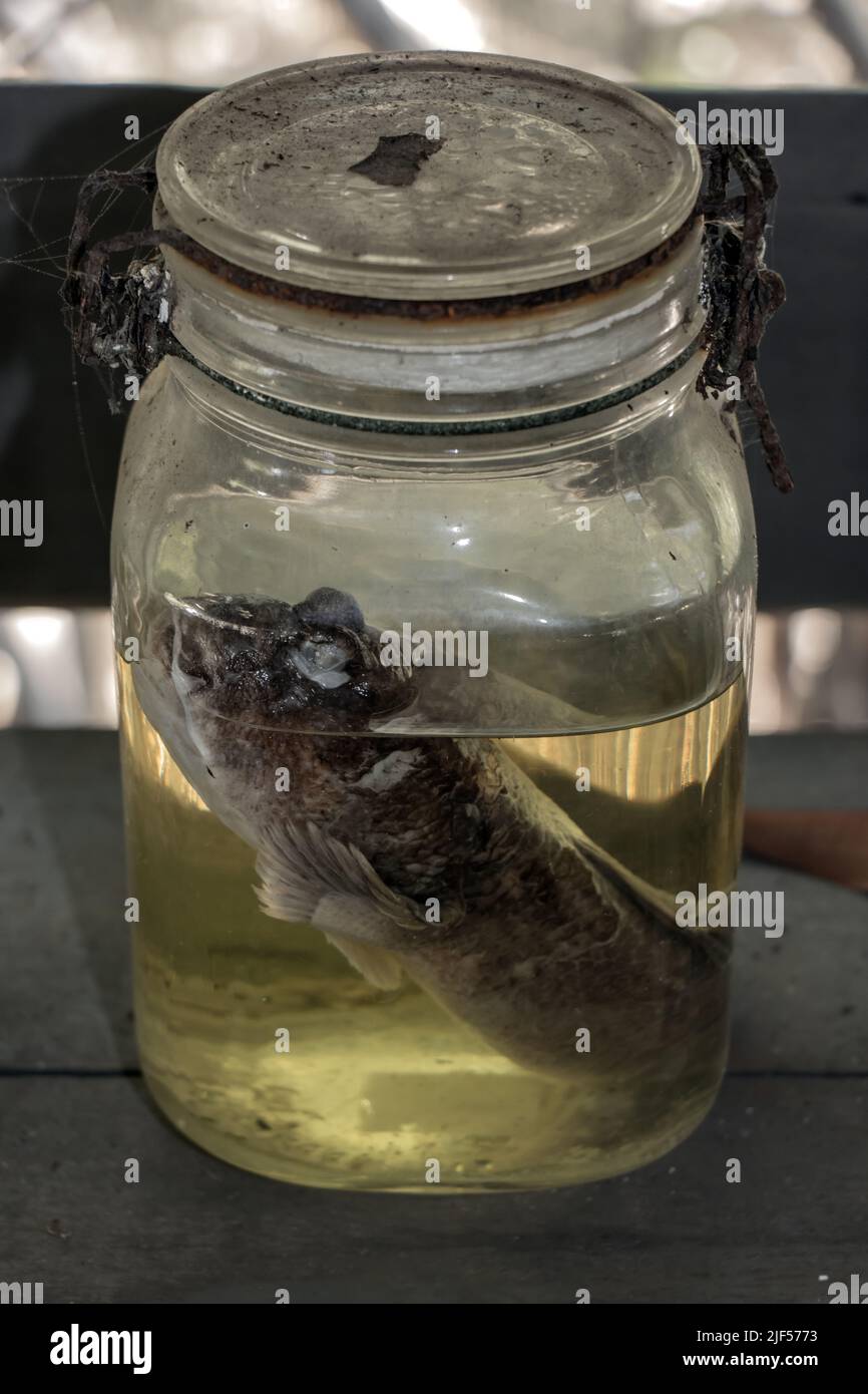 Amphibious fish hi-res stock photography and images - Alamy