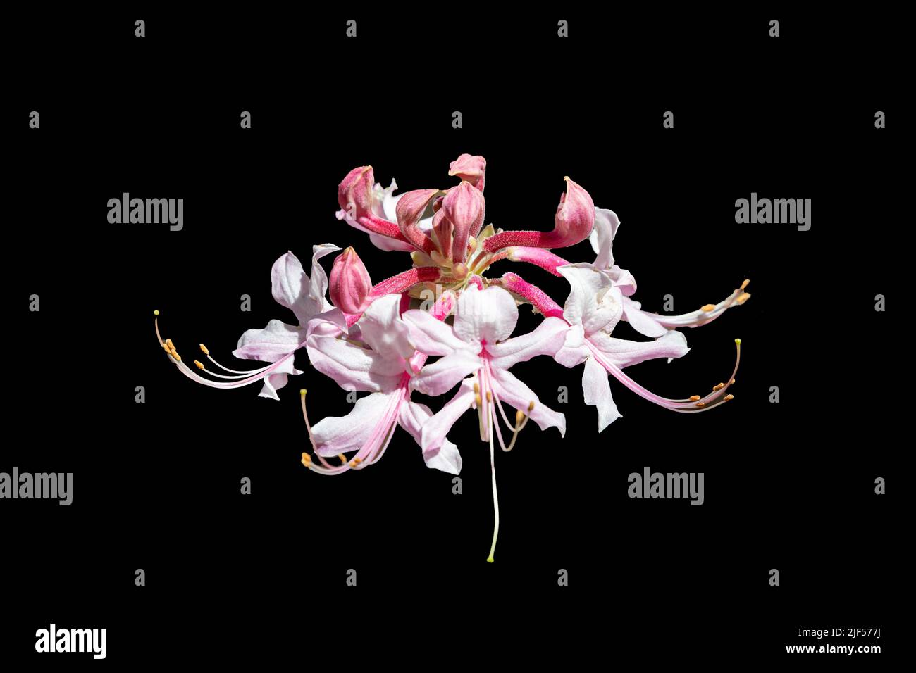 Native, rare Florida flame azalea isolated against a black background ...