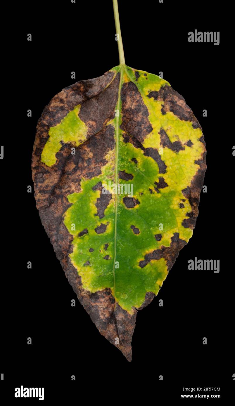Decaying leaf hi-res stock photography and images - Alamy