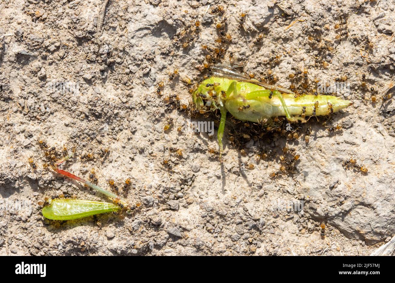 Giant Grasshopper Eating Carrot