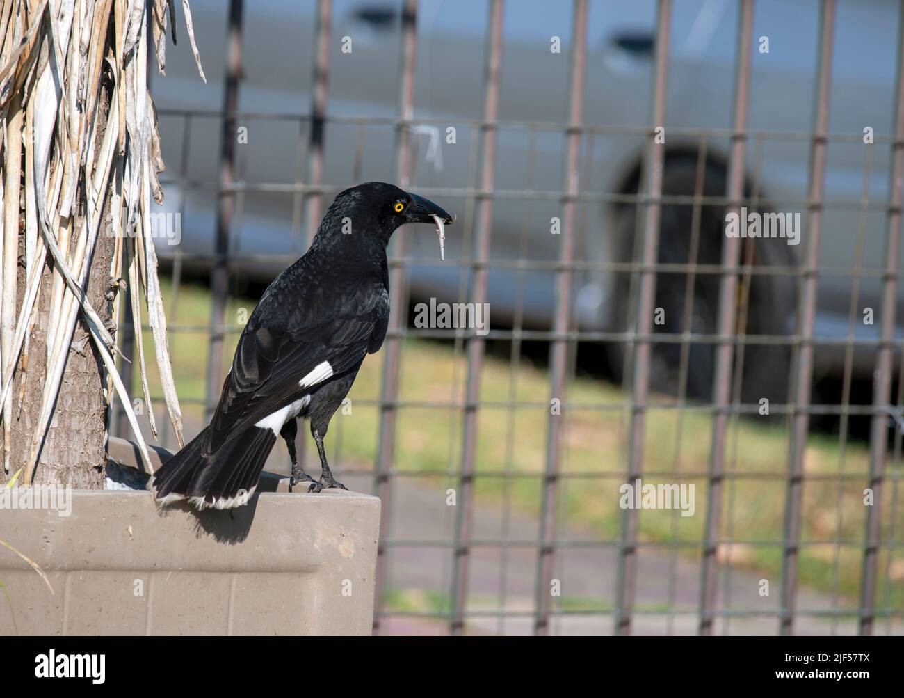 An Australian Pied Currawong (Strepera graculina) catches a prey in ...