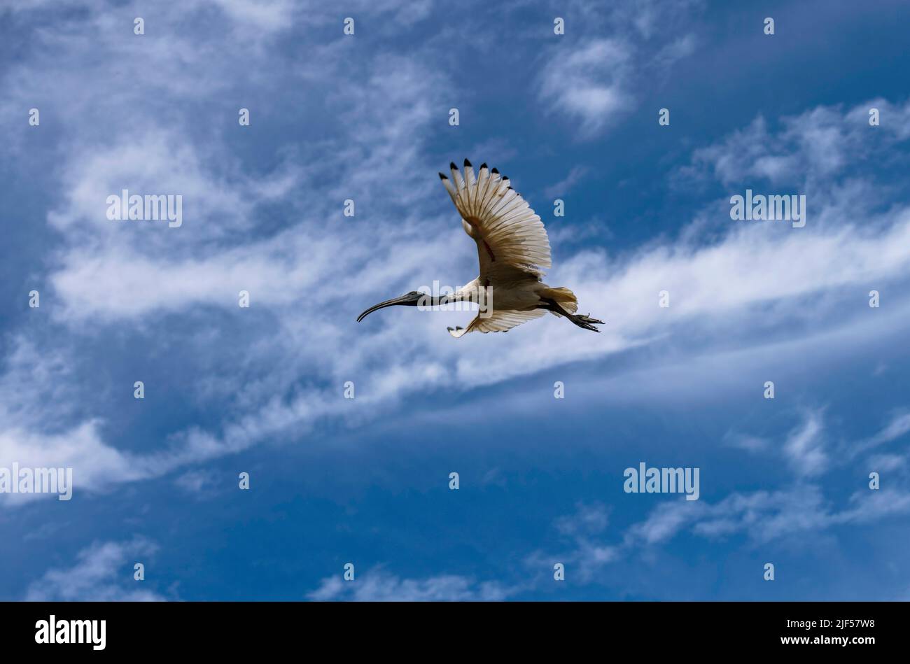 Australian white ibis flying photo hi-res stock photography and images ...