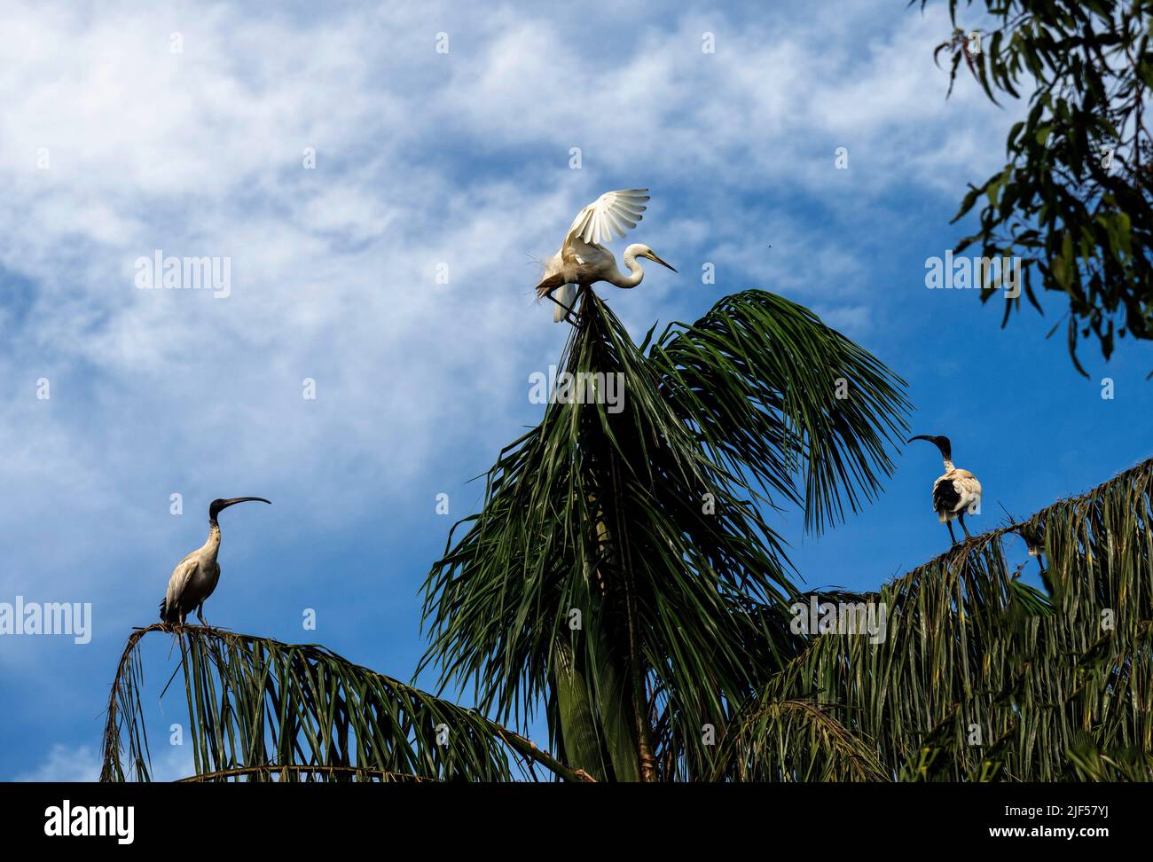 Birds perched on a tree in Sydney, NSW, Australia (Photo by Tara Chand ...