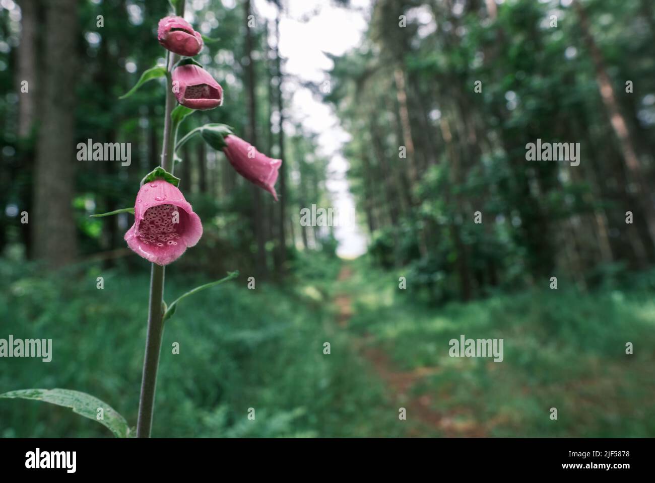 Flowers field trail pathway in hi-res stock photography and images - Alamy