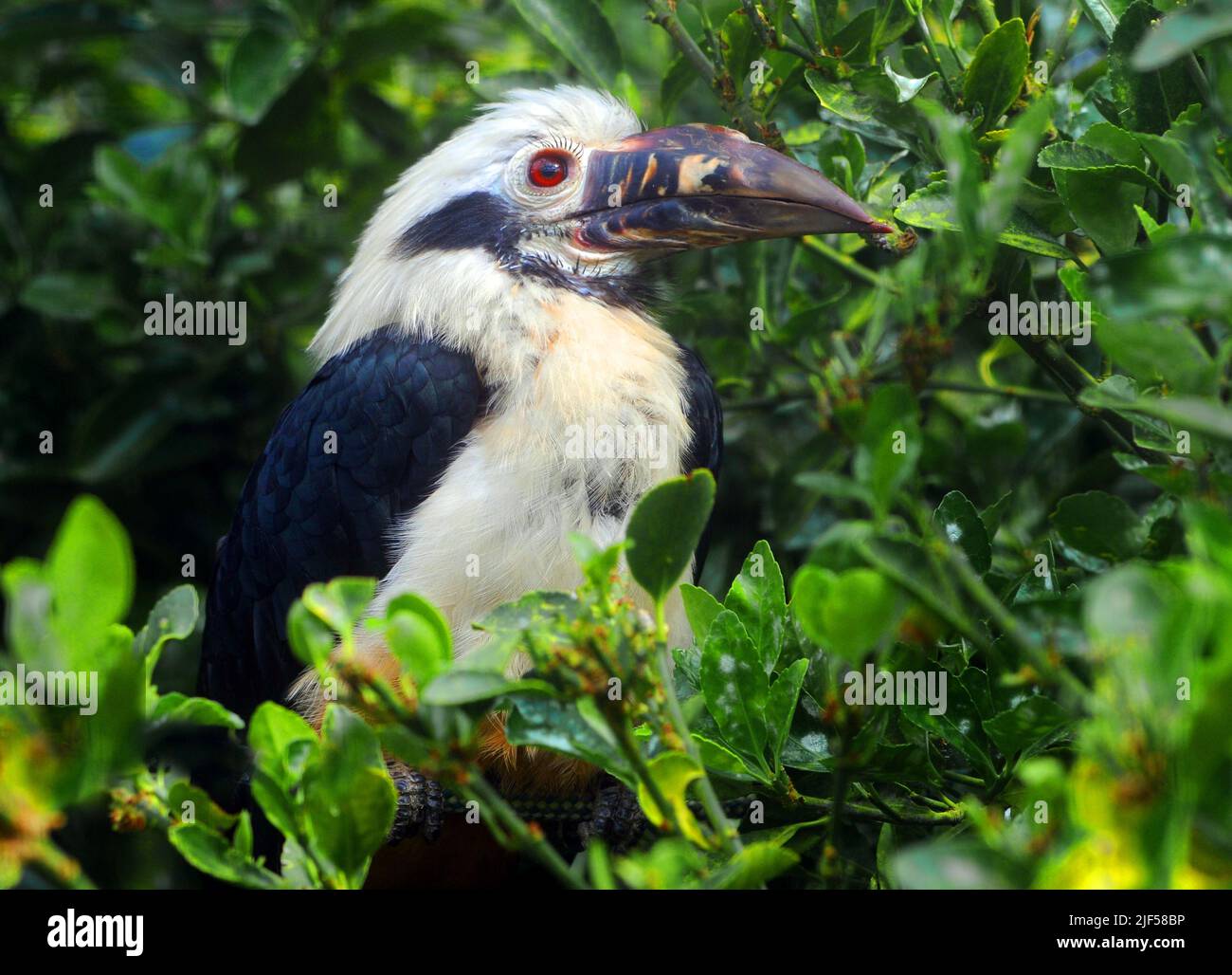 Visayan tarictic hi-res stock photography and images - Alamy