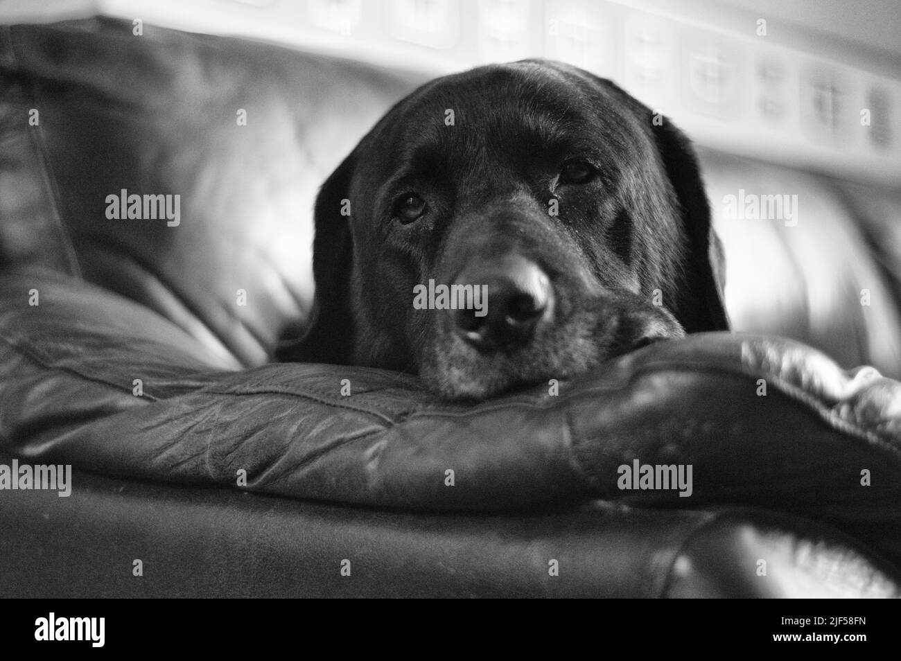 Relaxed dog hi-res stock photography and images - Alamy