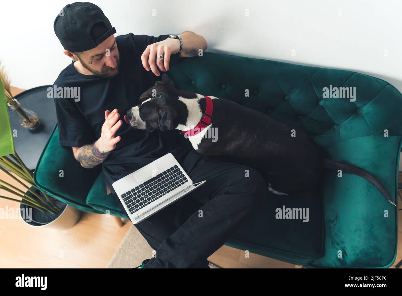 amstaff dog interrupts his male owner from work home background remote ...