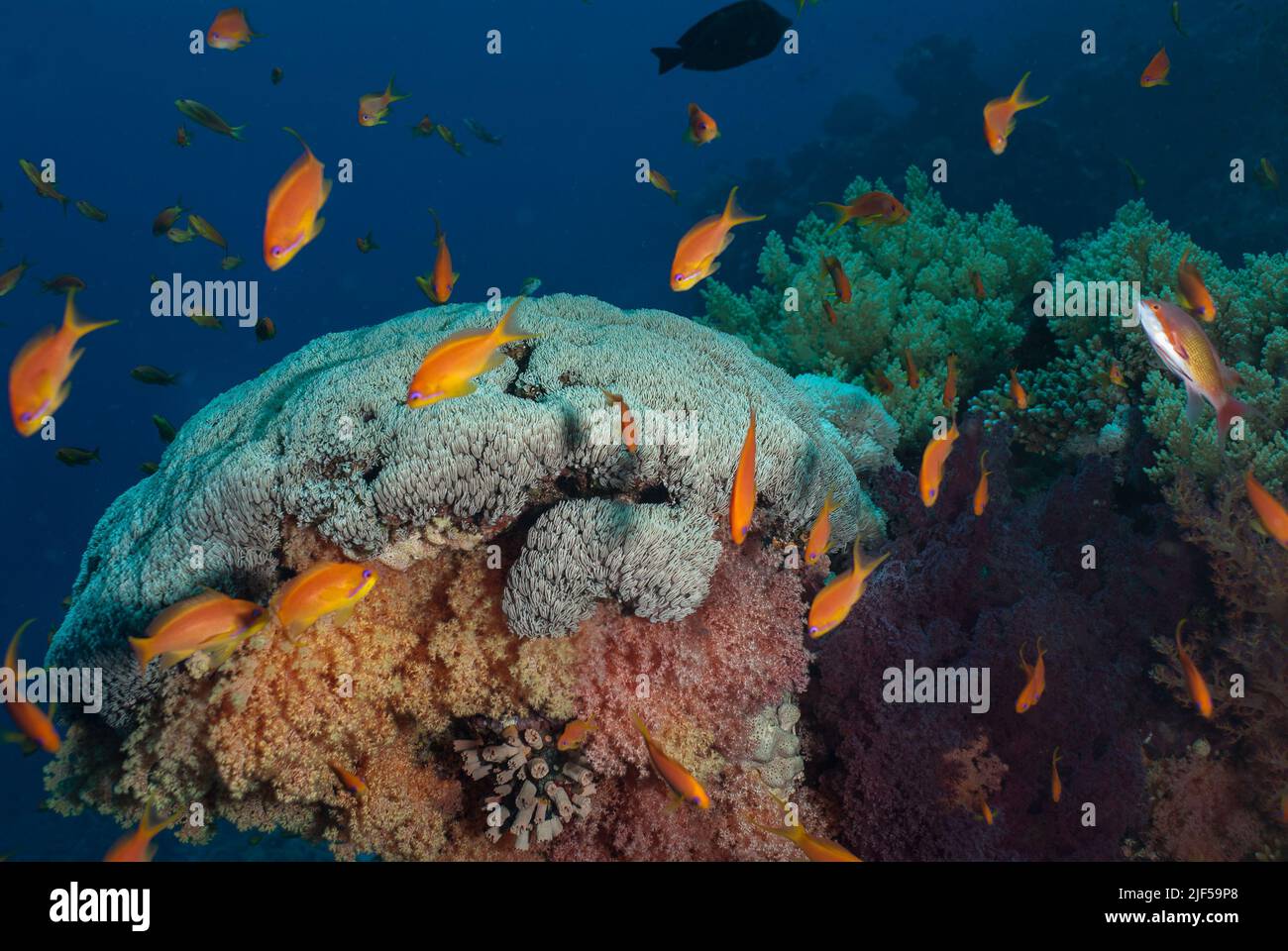 Organ-pipe Coral, Tubipora musica, Tubiporidae, Sharm el Sheikh Red Sea ...