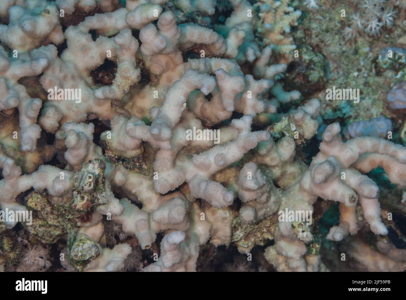 Stony Coral, Acropora maryae, Acroporidae, Sharm el Sheikh Red Sea ...