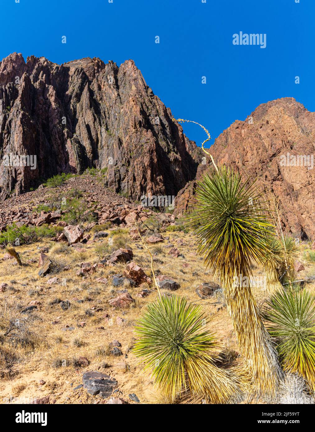 Yucca Cactus and Surrounding Canyon Walls, River Trail, Grand Canyon ...