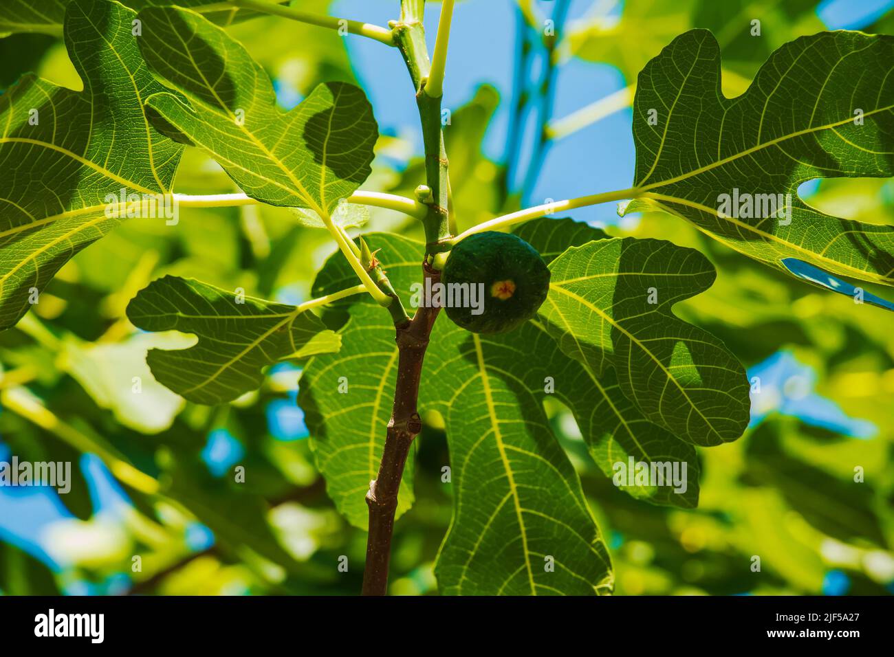 Green unripe figs fruits on the branch of a fig tree or sycamine with ...