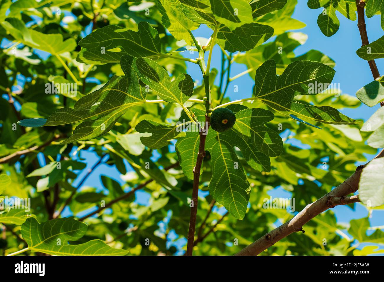 Green unripe figs fruits on the branch of a fig tree or sycamine with ...