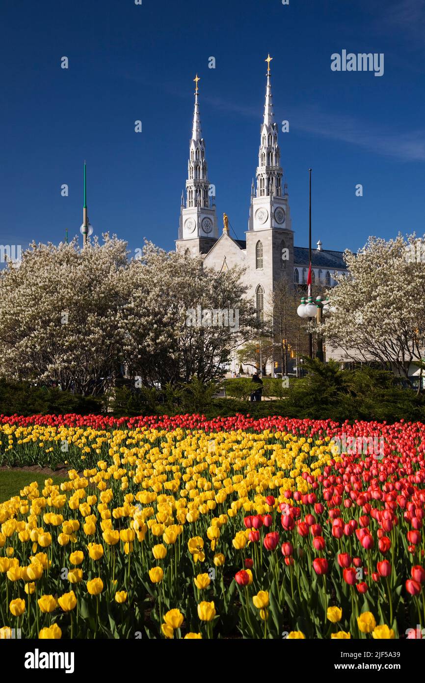 View of Notre-Dame Basilica through Major's Hill Park in spring, Ottawa ...