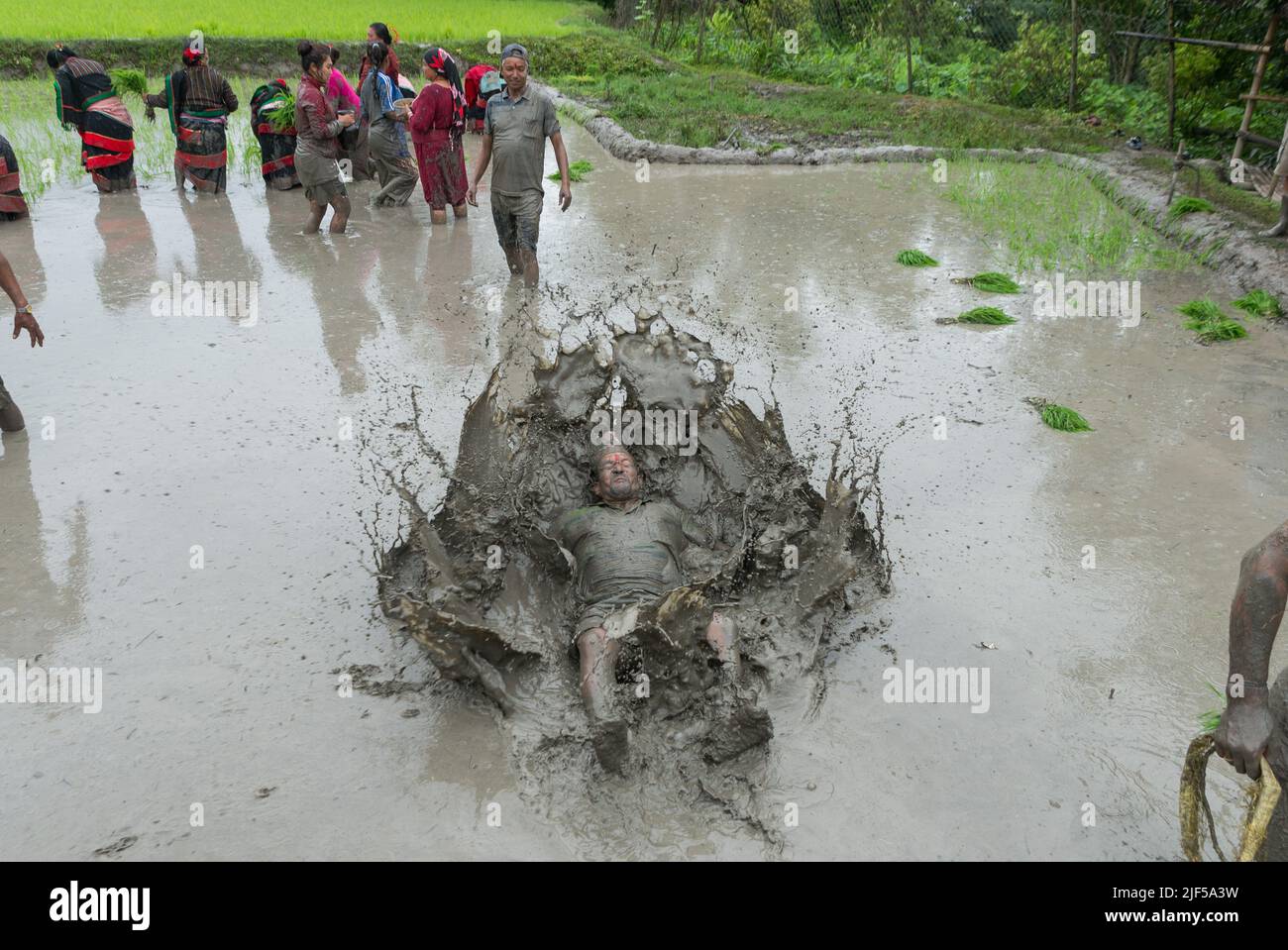 People play in mud water in a paddy field during the National paddy day ...