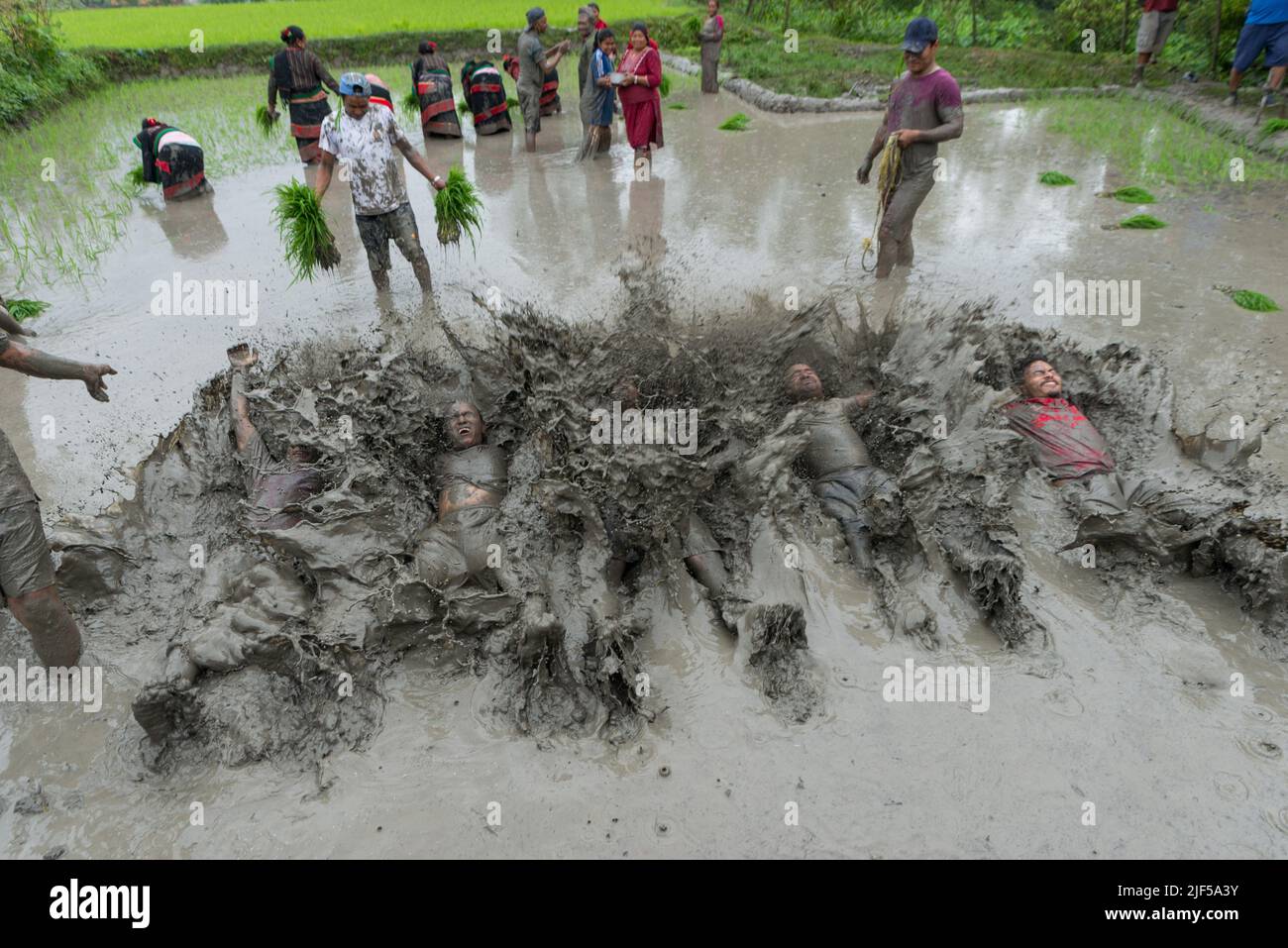 People play in mud water in a paddy field during the National paddy day ...