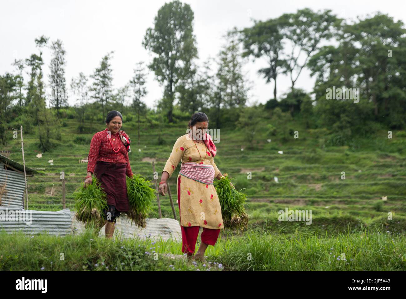 Nepalese women walk along the rice paddy field with rice seedlings ...