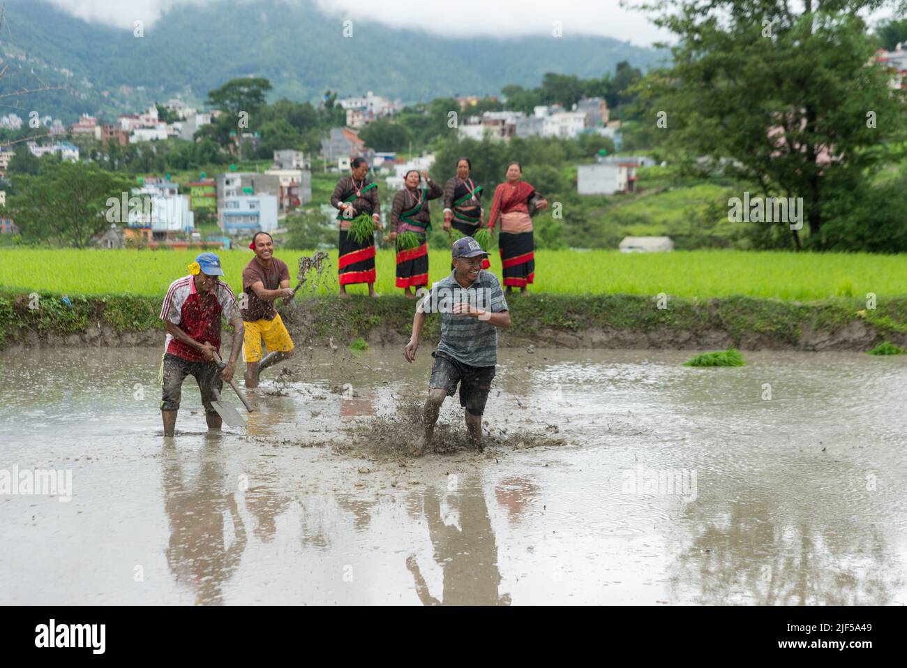 People play in mud water in a paddy field during the National paddy day ...